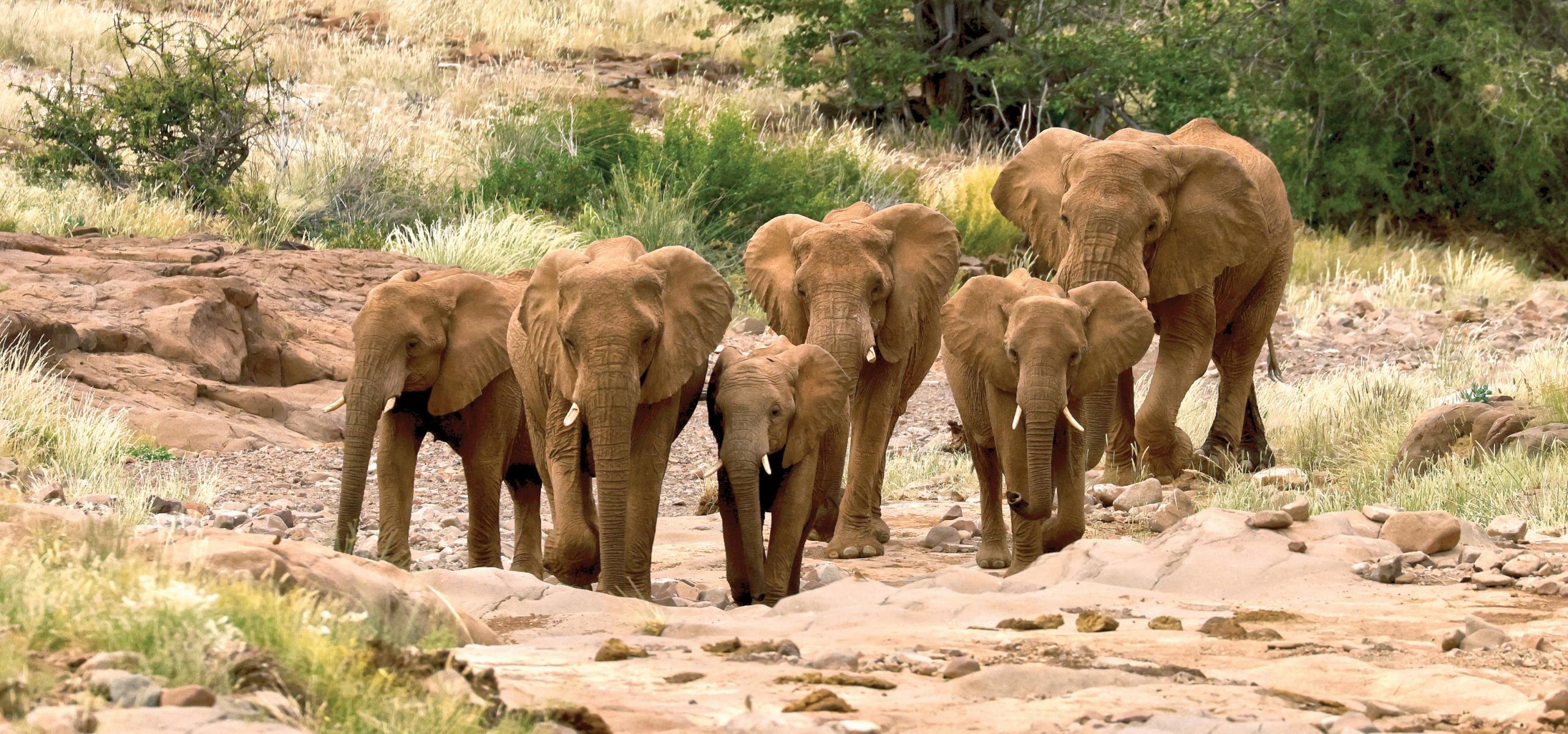 Grootberg Lodge - this is namibia