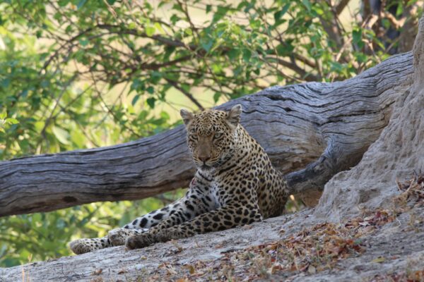 Kavango & Zambezi - this is namibia