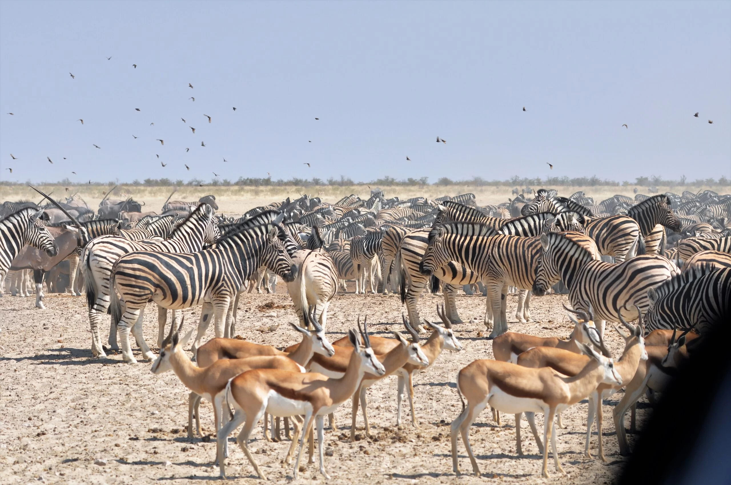 C Africa Safaris & Tours - this is namibia