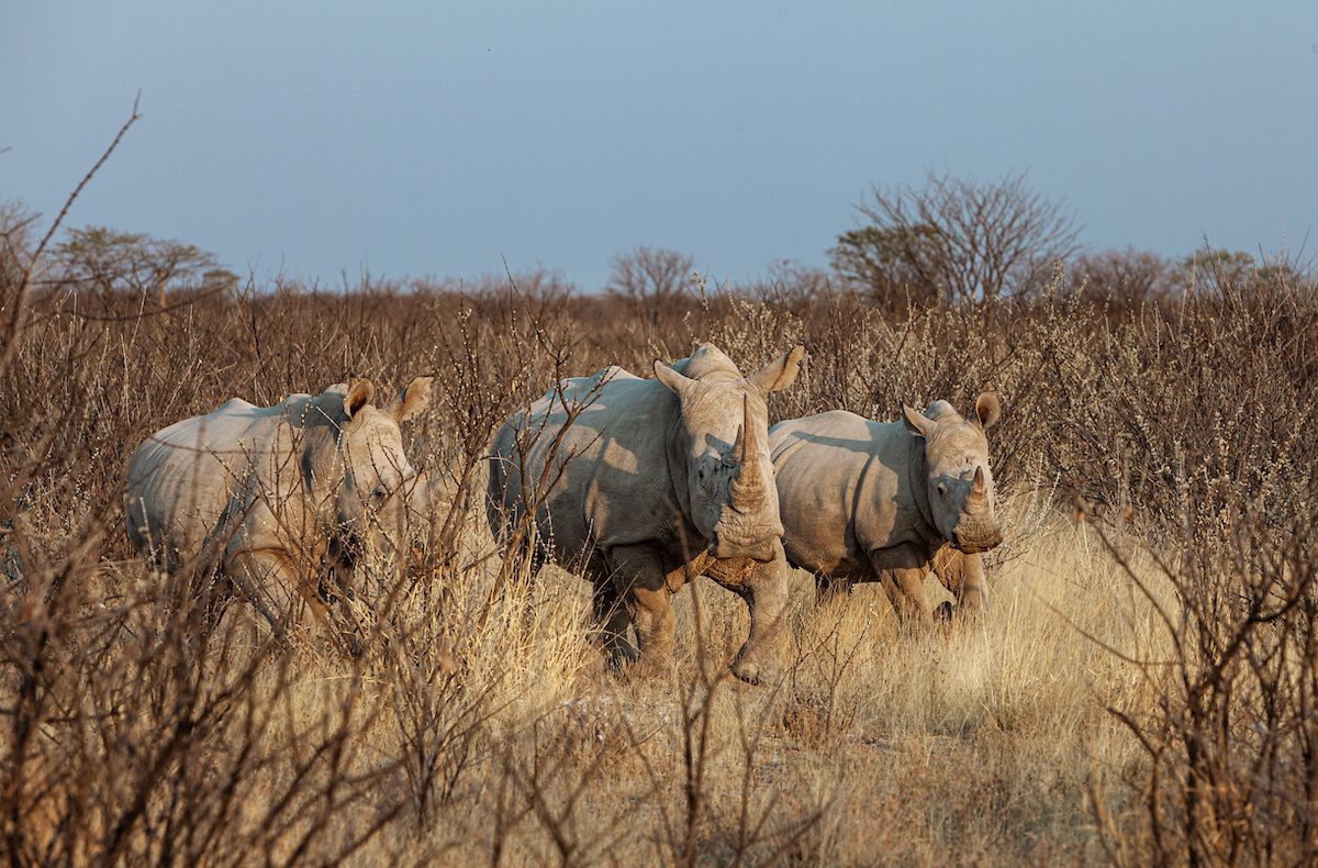 Conservation and the Environment - this is namibia